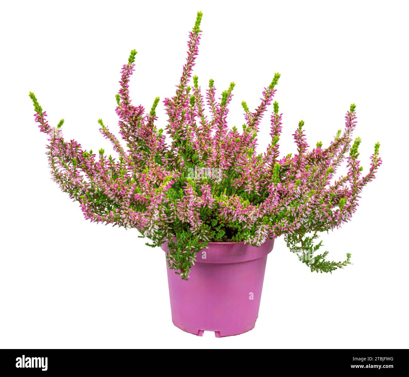 Isolated potted winter-flowering heather plant (erica carnea Stock ...