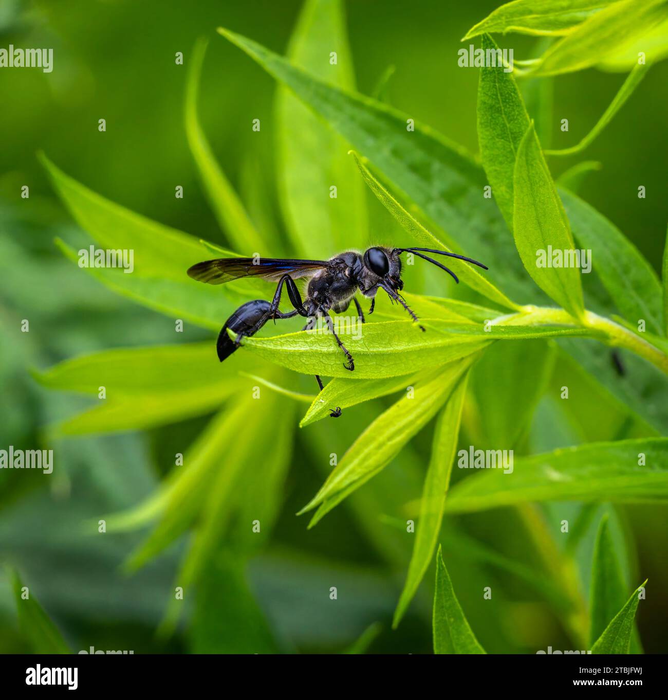 Macro of a black grass-carrying wasp (isodontia mexicana Stock Photo ...