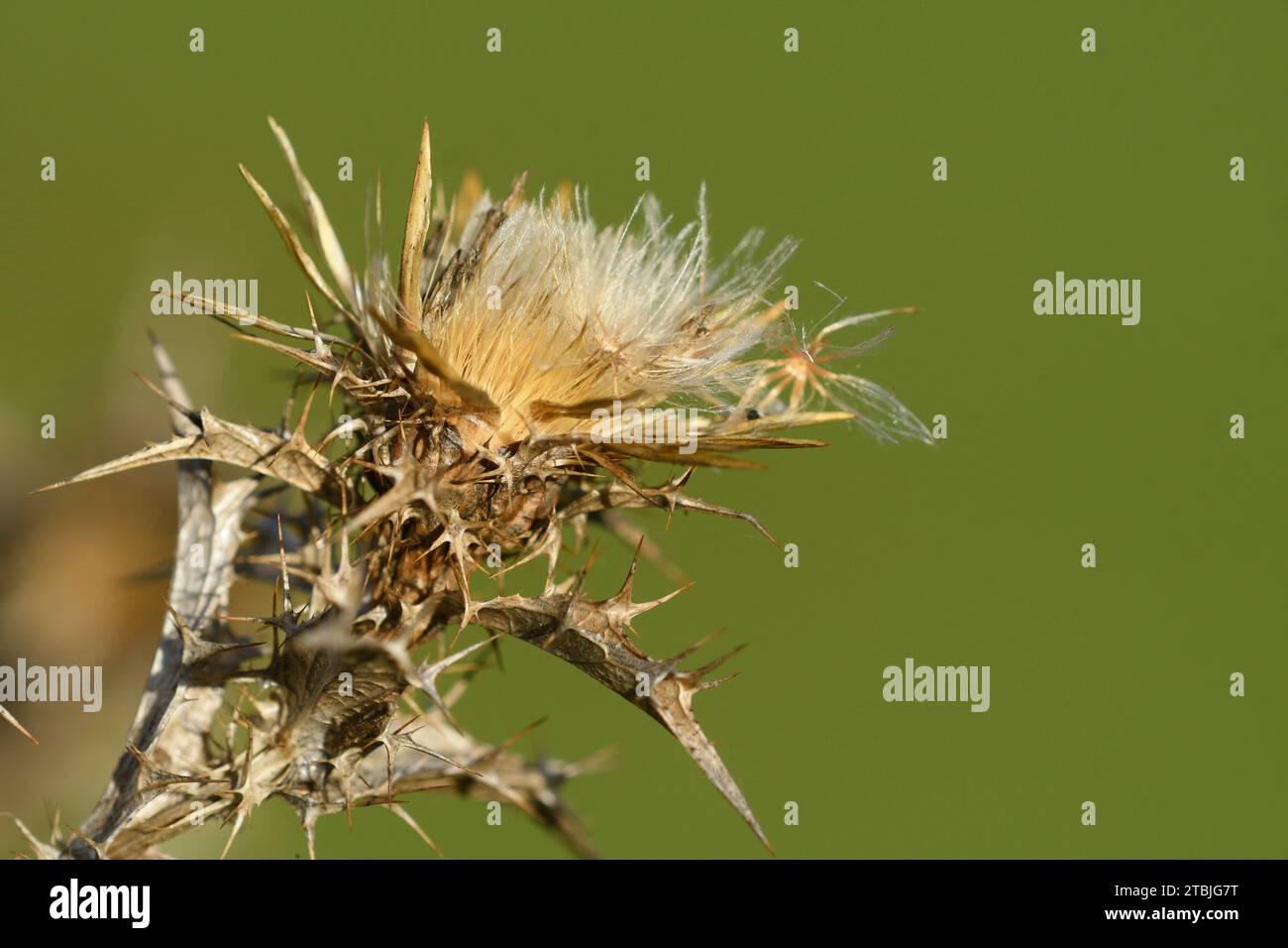 Detail of the dried flower and flying seeds of a thistle plant Stock ...