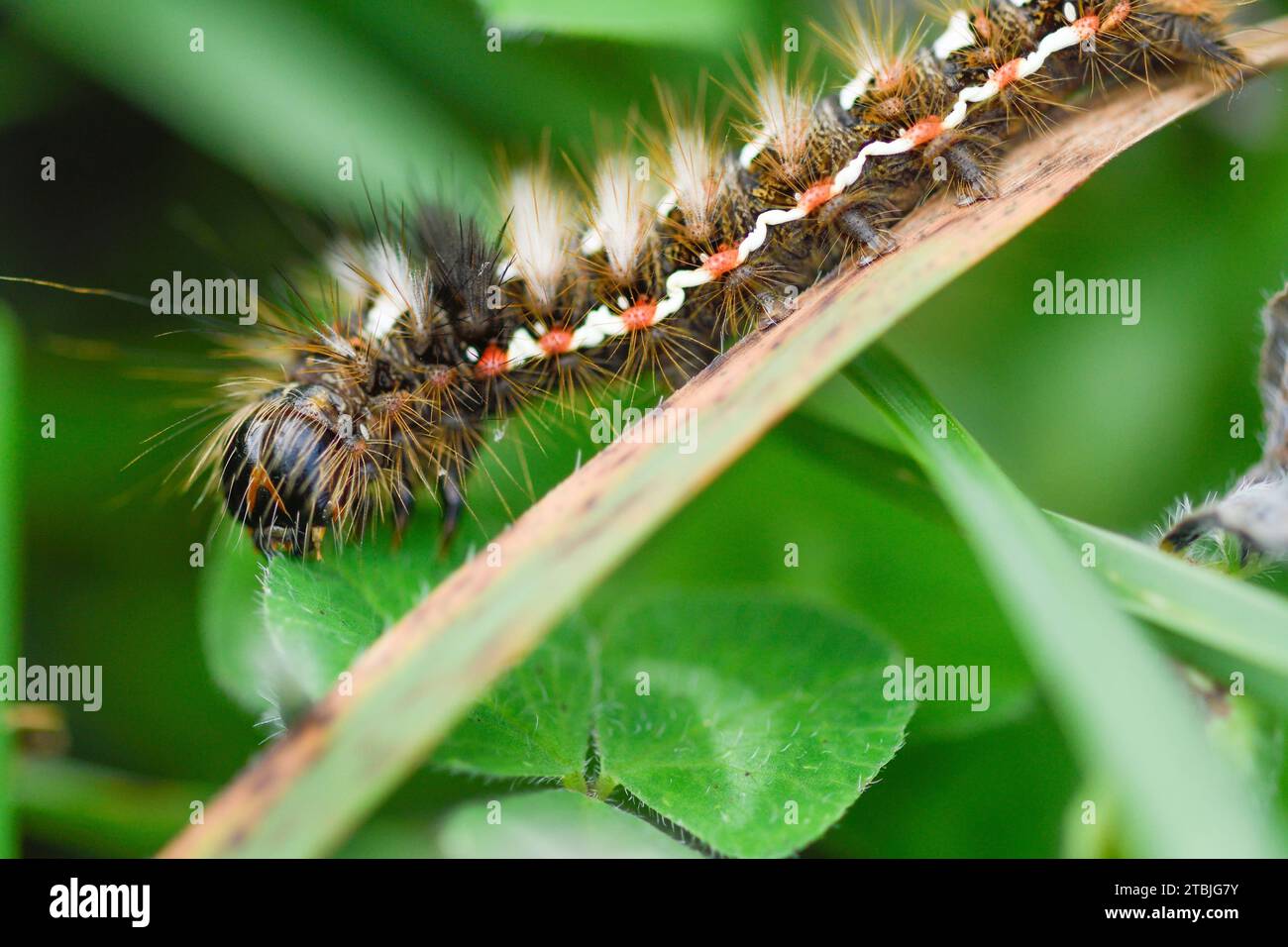 Closeup of a moth larva Stock Photo - Alamy