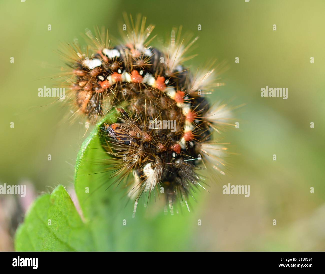 Hairy insects hi-res stock photography and images - Alamy