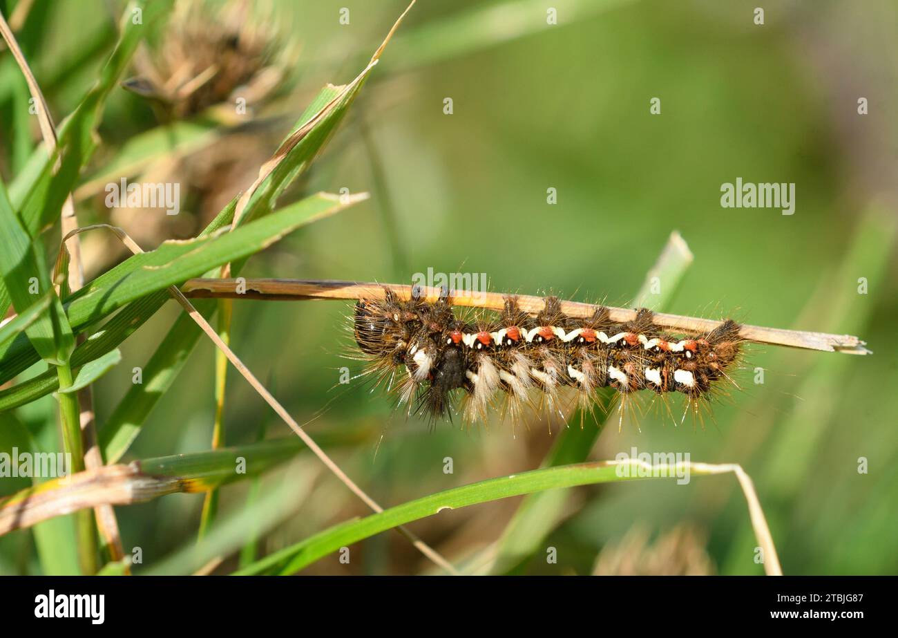 Closeup of a moth larva Stock Photo - Alamy