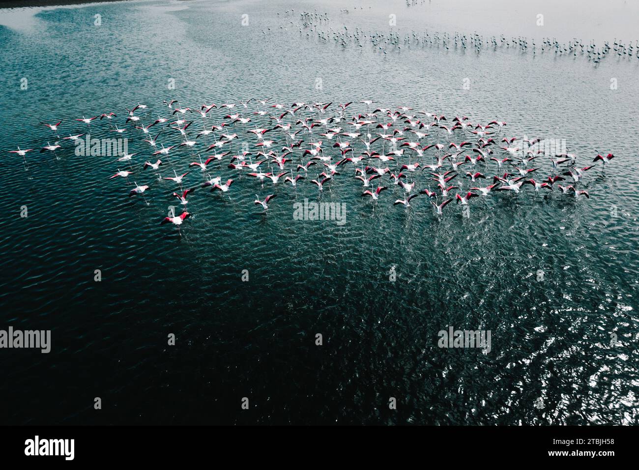 An expansive group of flamingos congregating in a large body of water ...