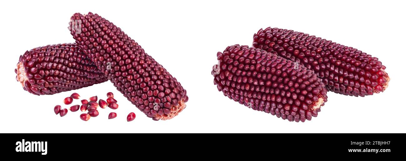 Purple corn or maize isolated on white background with full depth of ...