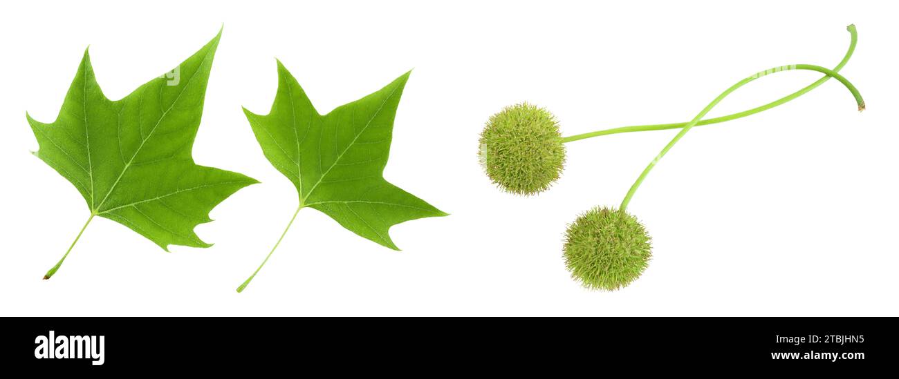 Platanus tree, sycamore leave isolated on white background. Top view ...