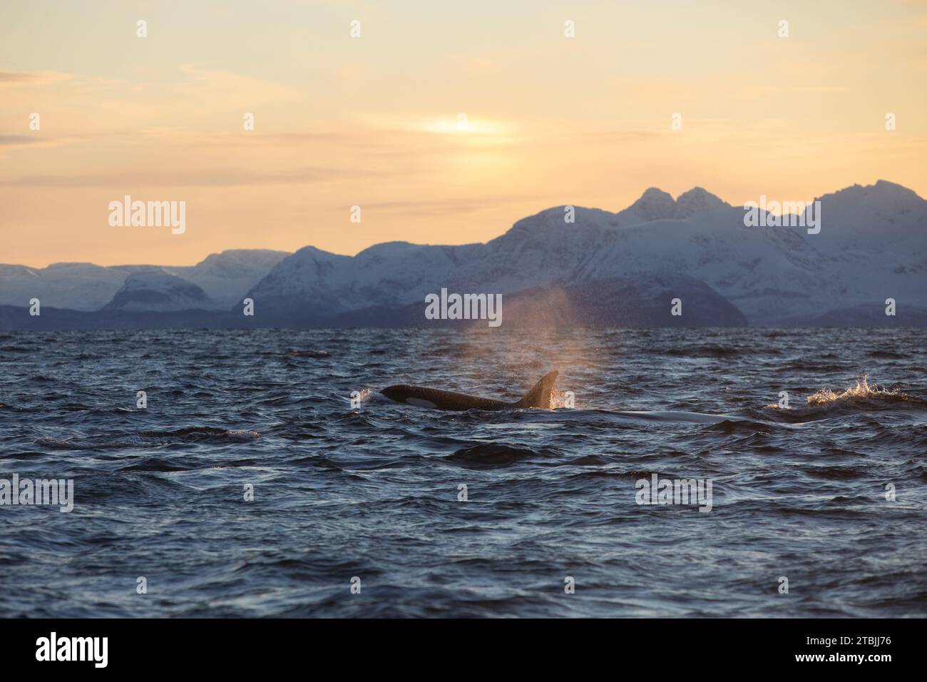 Orca (killer whale) swimming in the cold waters on Tromso, Norway Stock ...
