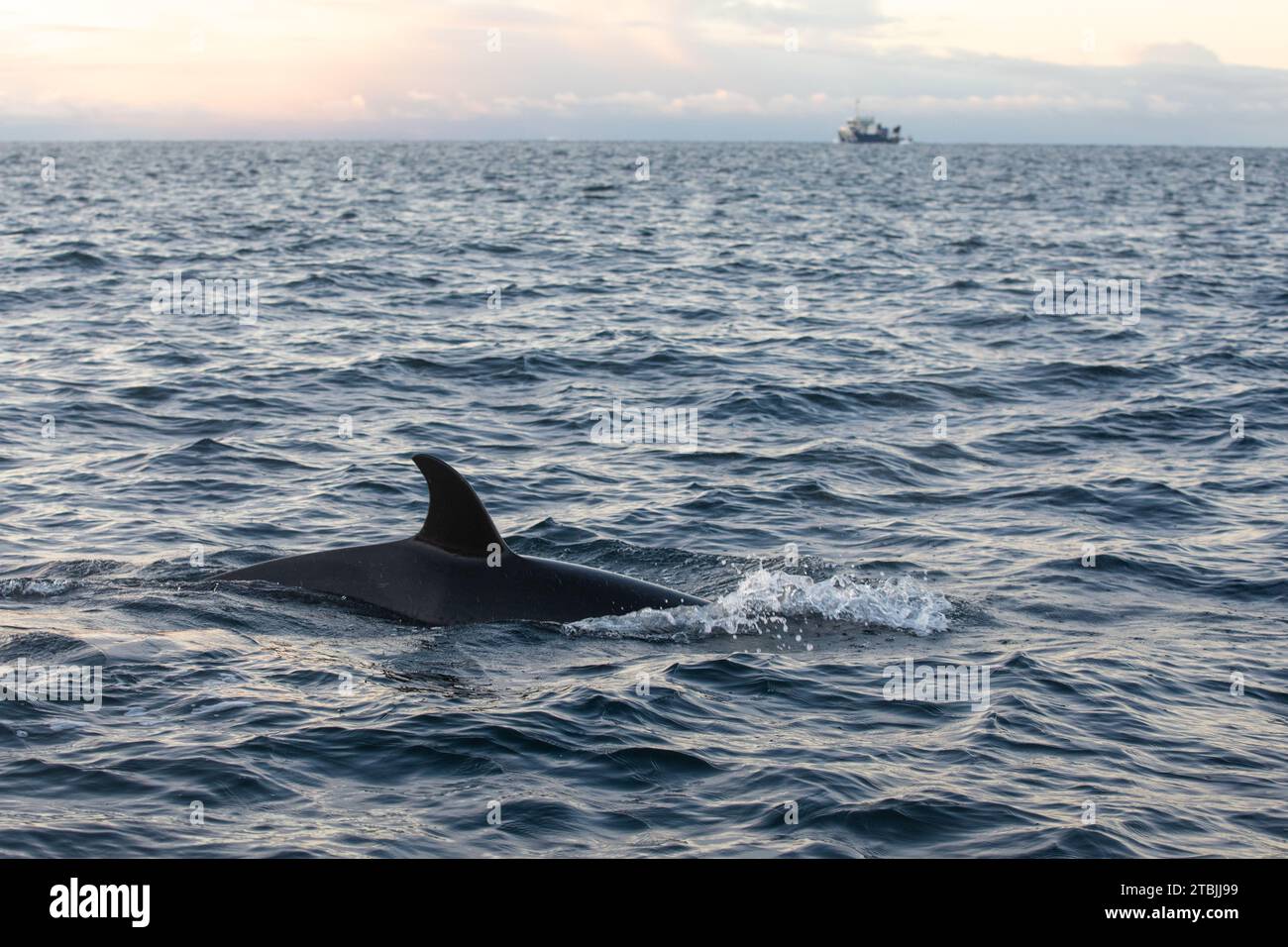 Orca (killer whale) swimming in the cold waters on Tromso, Norway Stock ...