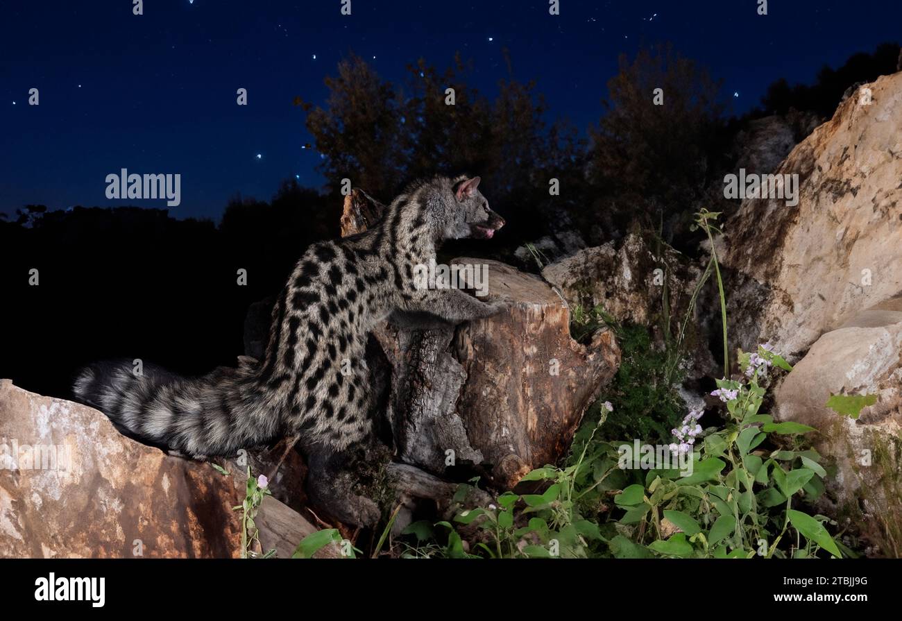 Common genet in front of black background Stock Photo - Alamy