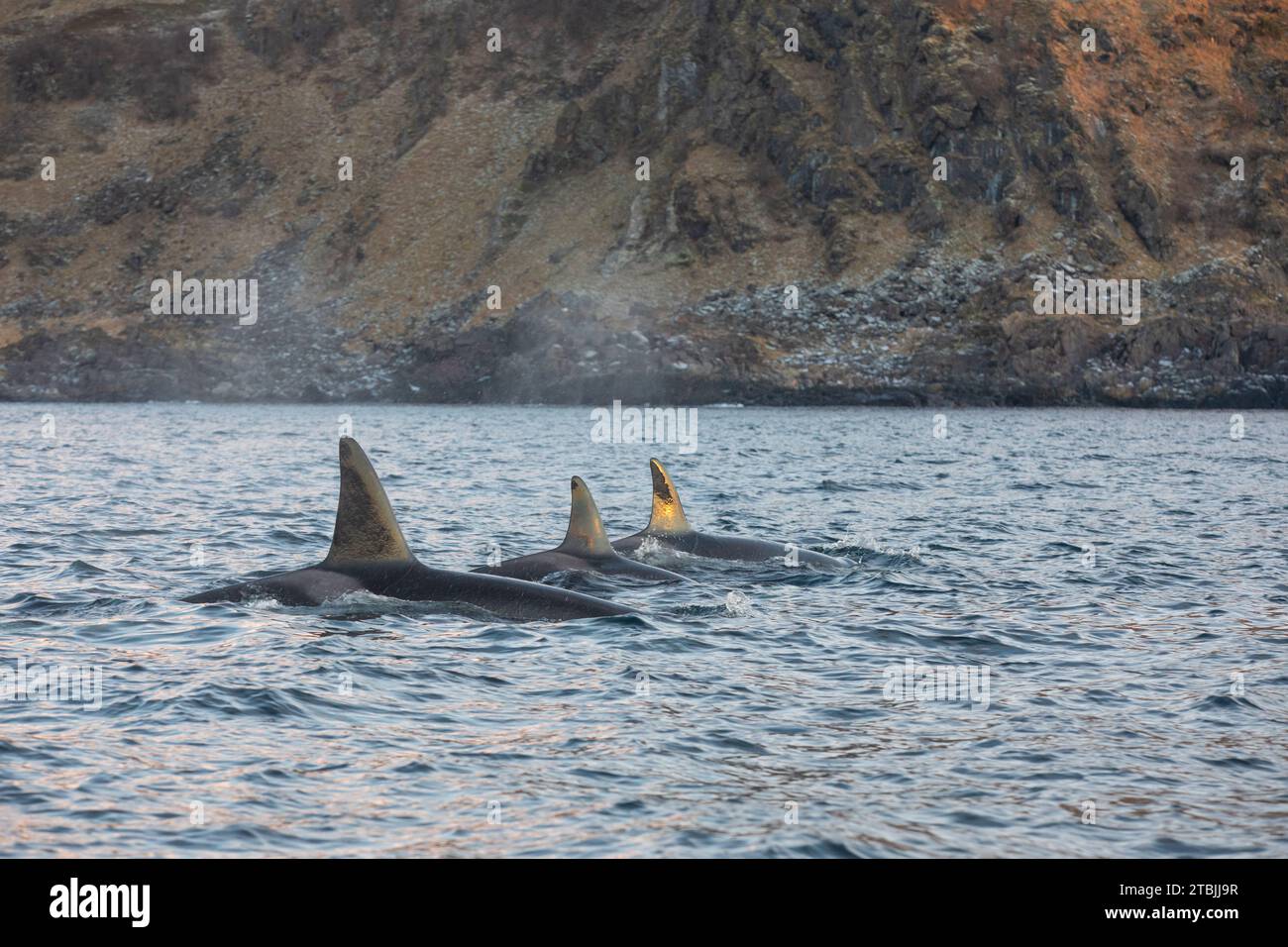 Orca (killer whale) swimming in the cold waters on Tromso, Norway Stock ...