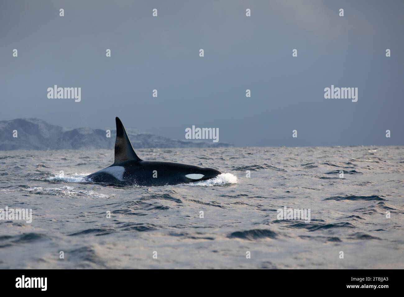 Orca (killer whale) swimming in the cold waters on Tromso, Norway Stock ...