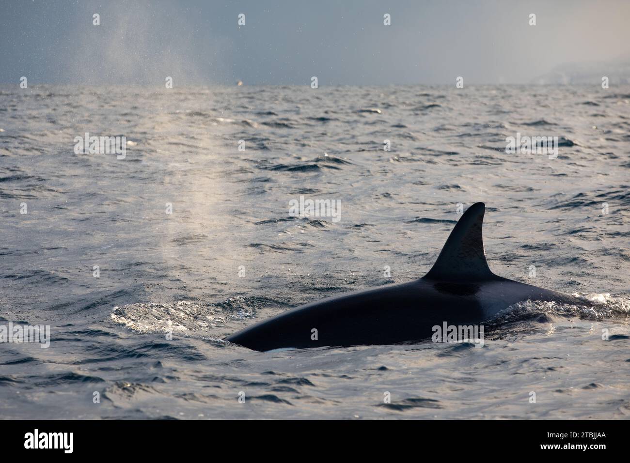 Orca (killer whale) swimming in the cold waters on Tromso, Norway Stock ...