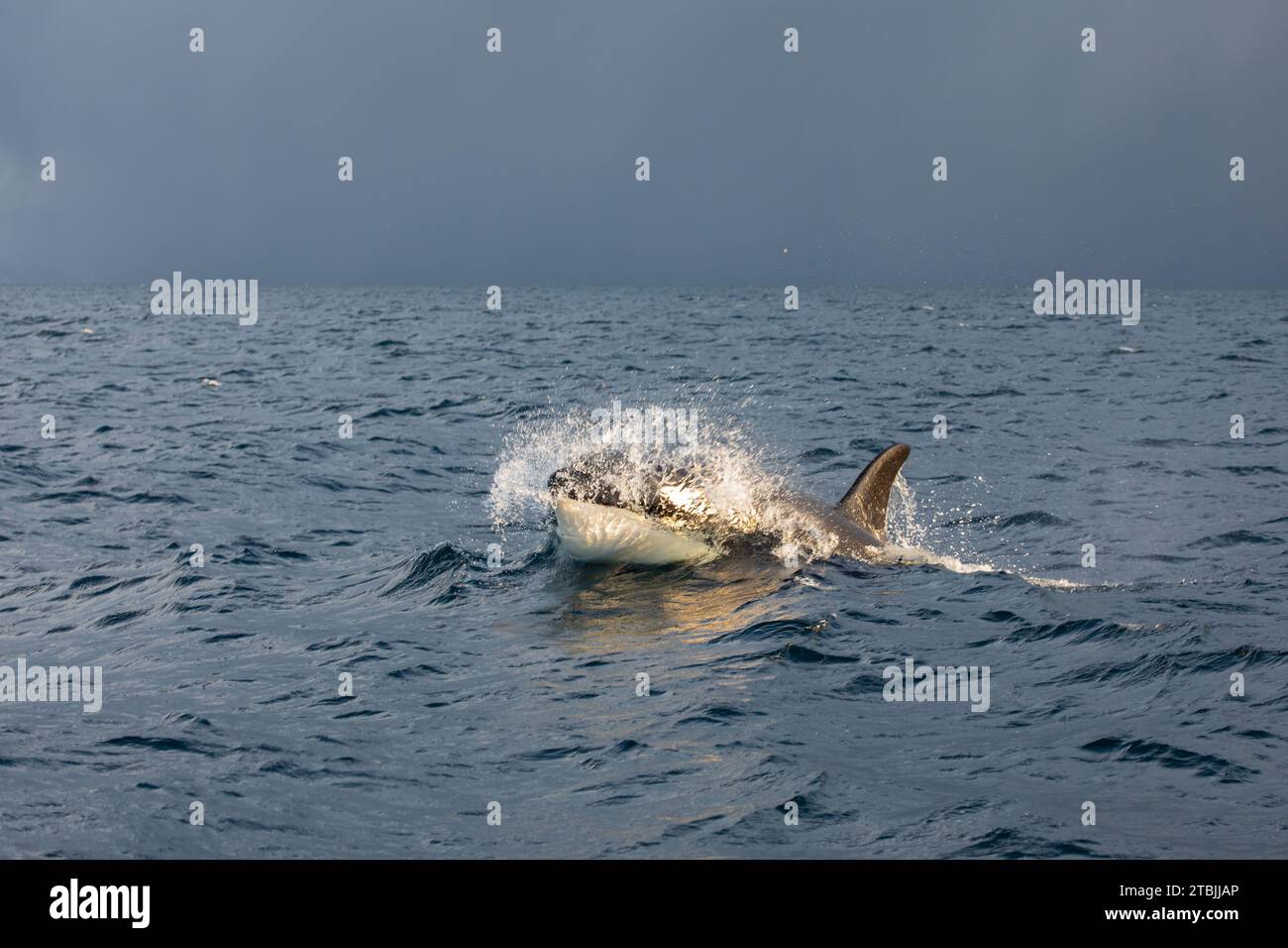 Orca (killer whale) swimming in the cold waters on Tromso, Norway Stock ...