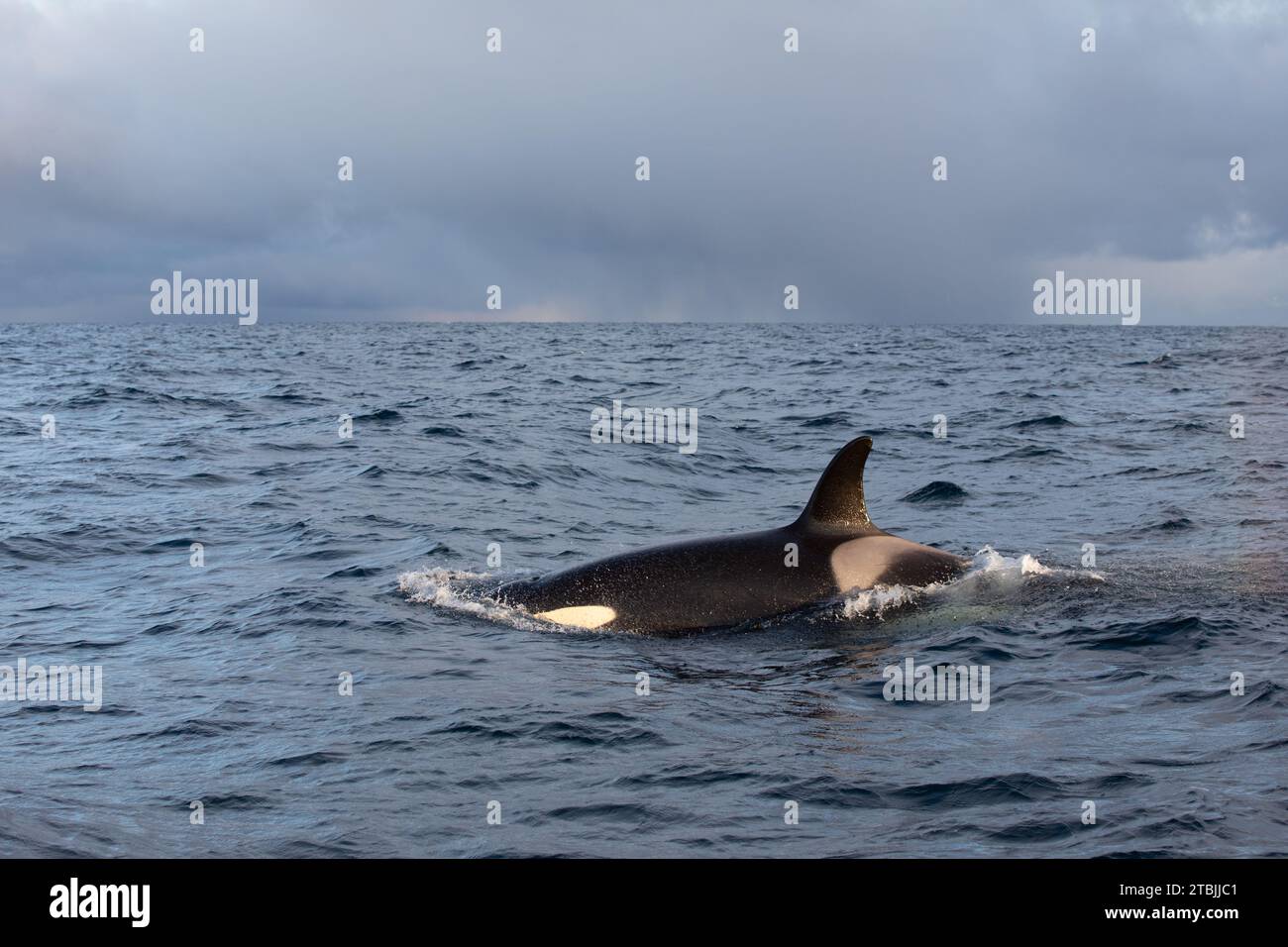 Orca (killer whale) swimming in the cold waters on Tromso, Norway Stock ...