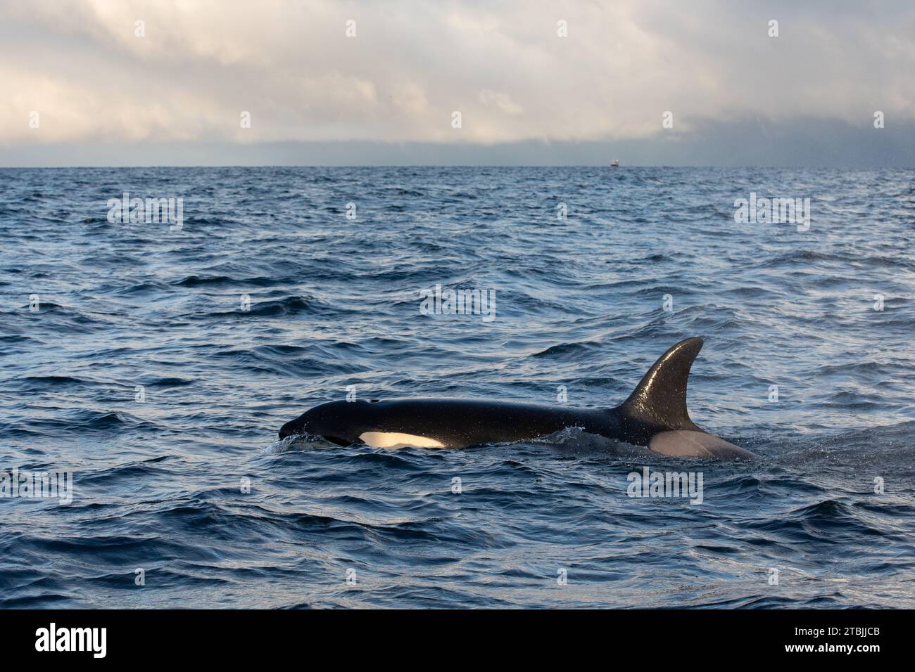 Orca (killer whale) swimming in the cold waters on Tromso, Norway Stock ...