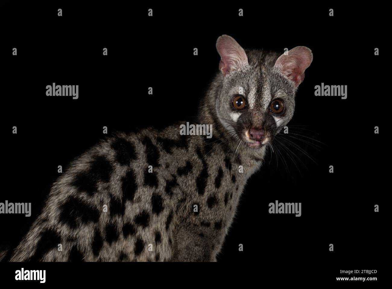 Common genet in front of black background Stock Photo - Alamy