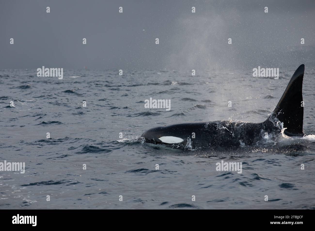 Orca (killer whale) swimming in the cold waters on Tromso, Norway Stock ...