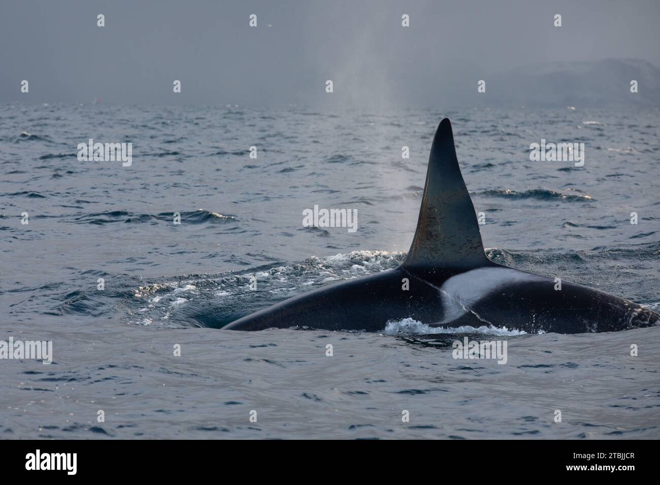 Orca (killer whale) swimming in the cold waters on Tromso, Norway Stock ...