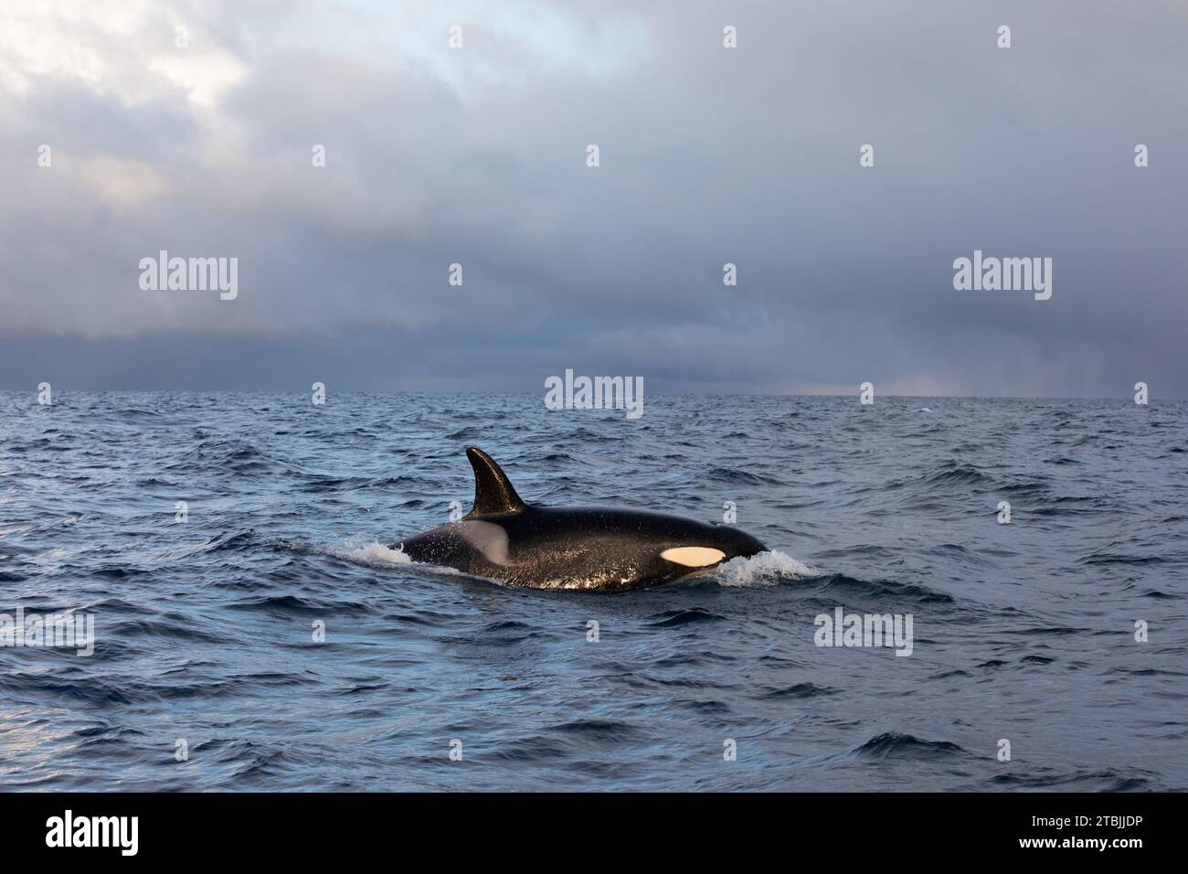 Orca (killer whale) swimming in the cold waters on Tromso, Norway Stock ...