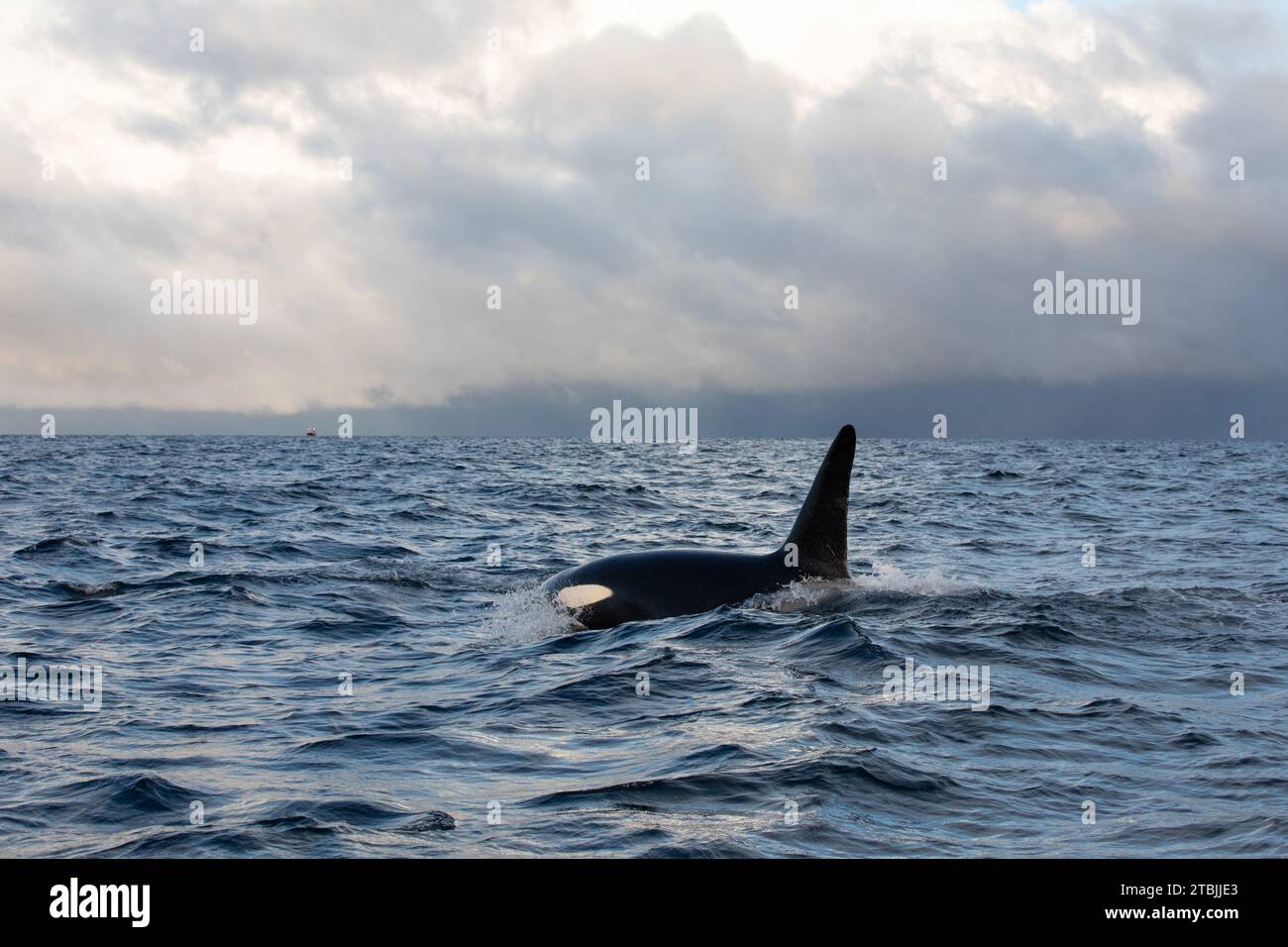 Orca (killer whale) swimming in the cold waters on Tromso, Norway Stock ...