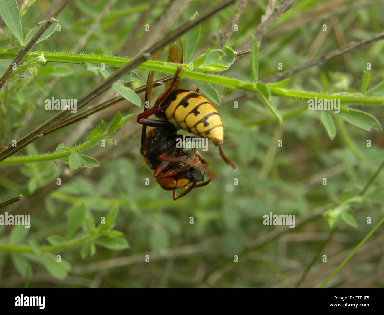 Hornet mouthparts hi-res stock photography and images - Alamy