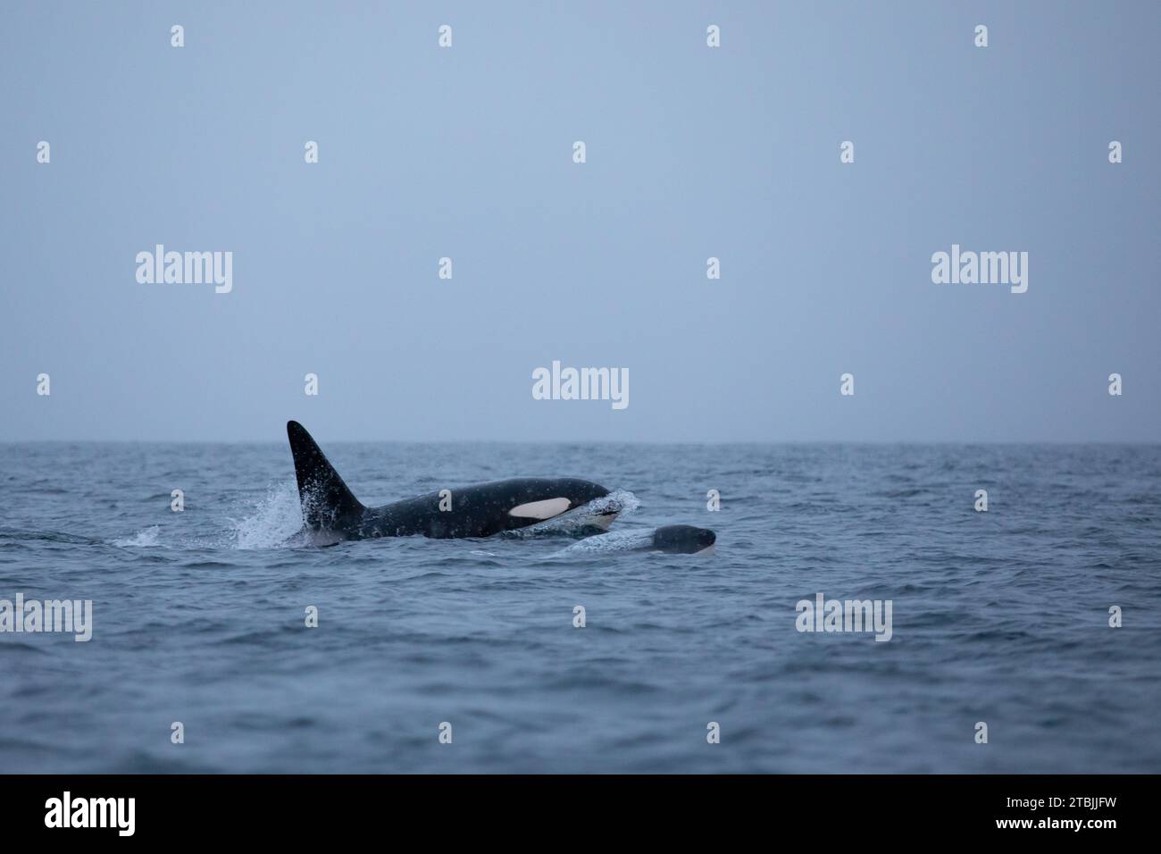Orca (killer whale) swimming in the cold waters on Tromso, Norway Stock ...