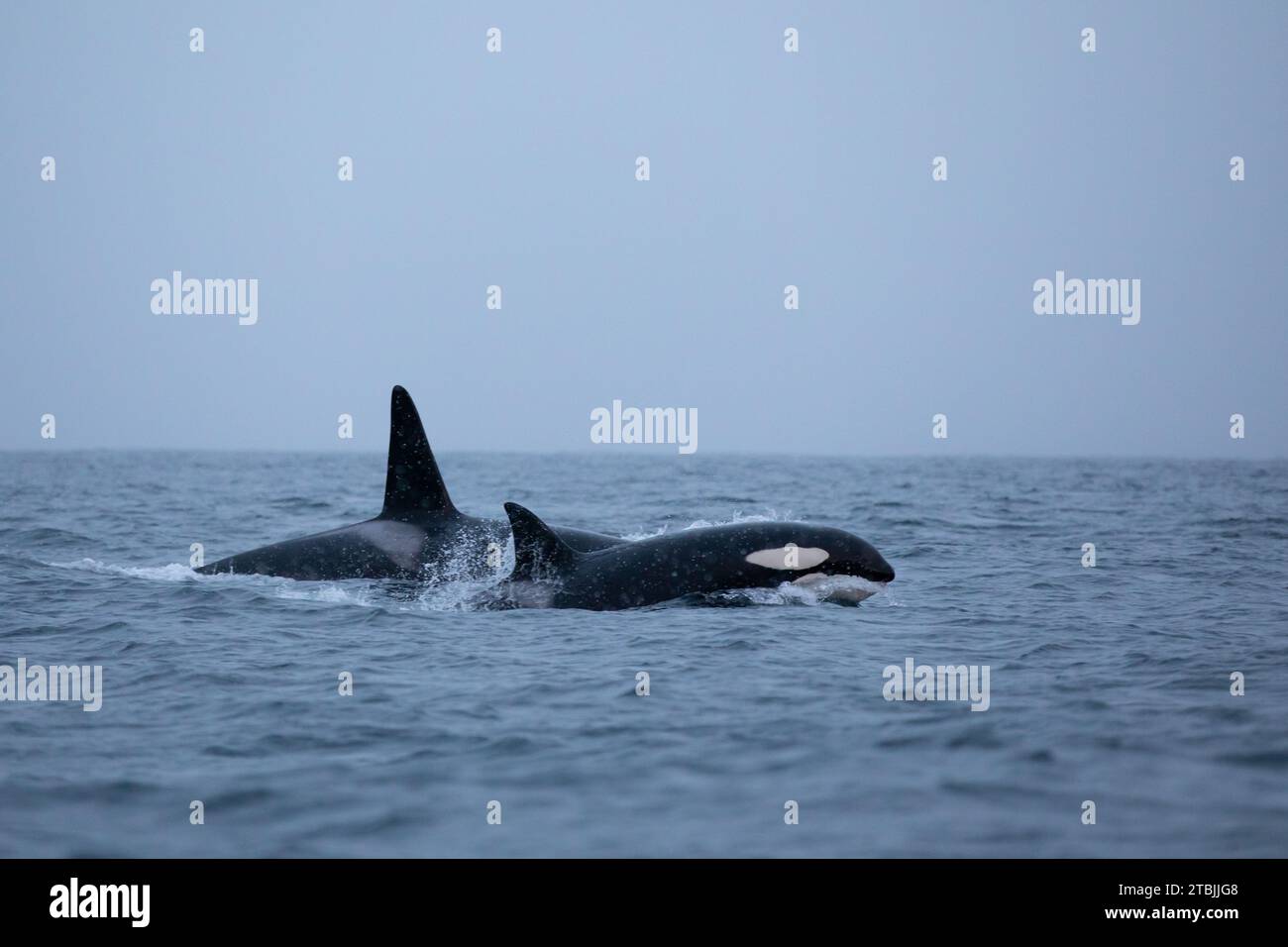 Orca (killer whale) swimming in the cold waters on Tromso, Norway Stock ...