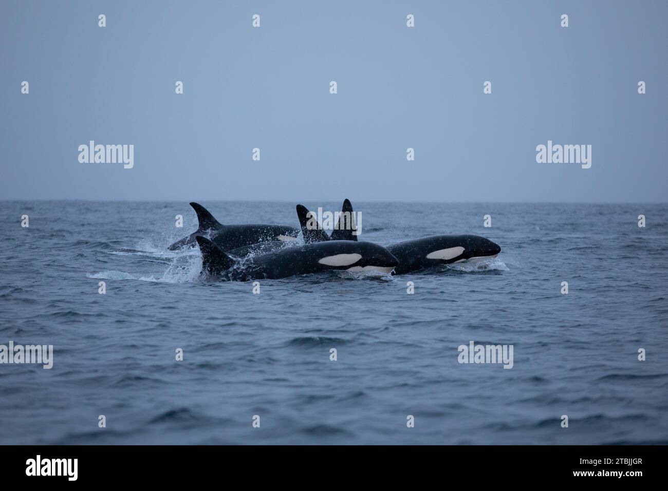 Orca (killer whale) swimming in the cold waters on Tromso, Norway Stock ...
