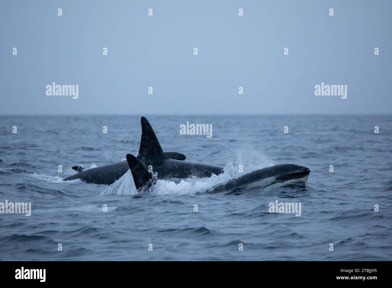 Orca (killer whale) swimming in the cold waters on Tromso, Norway Stock ...