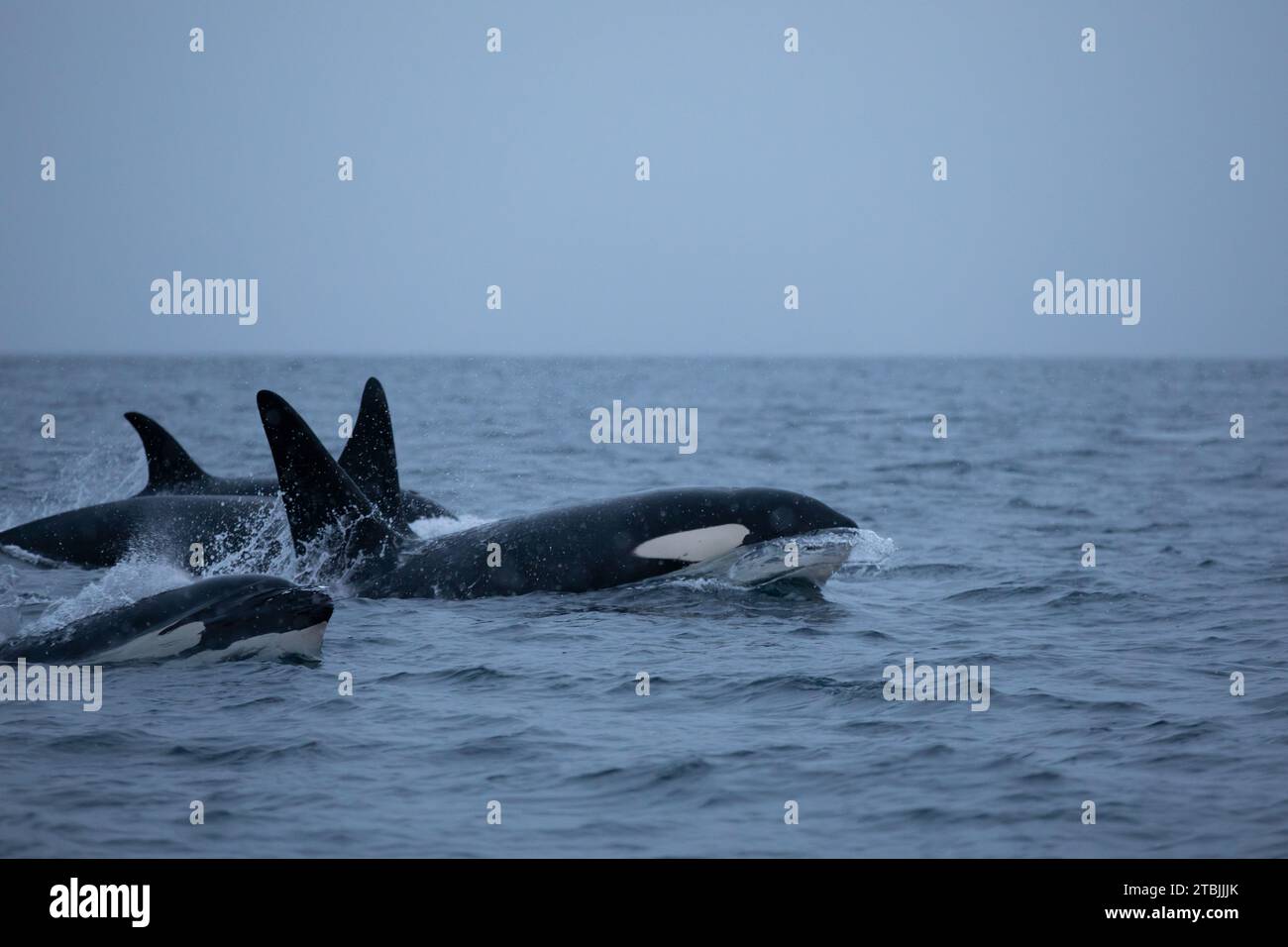 Orca (killer whale) swimming in the cold waters on Tromso, Norway Stock ...