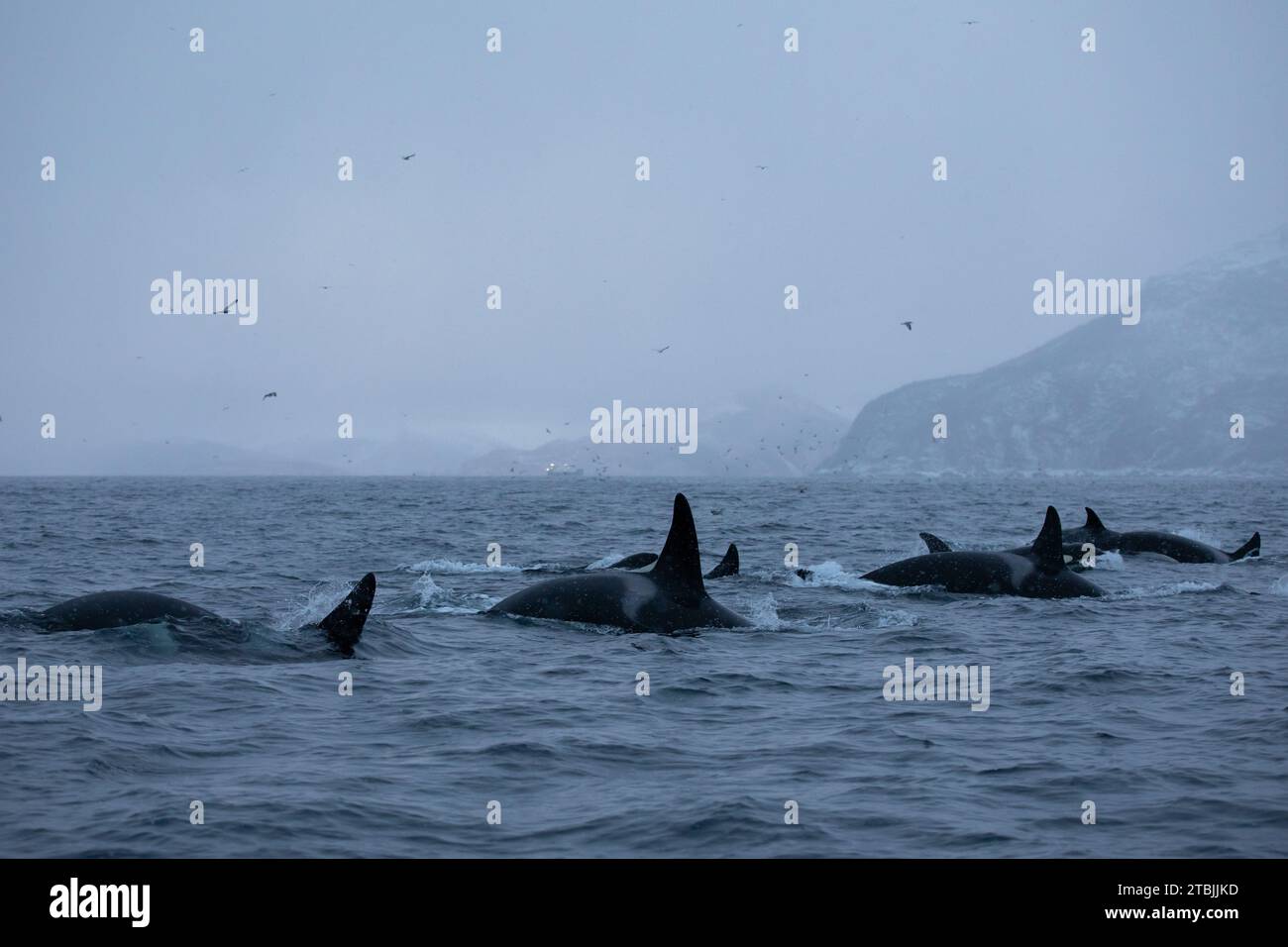 Orca (killer whale) swimming in the cold waters on Tromso, Norway Stock ...