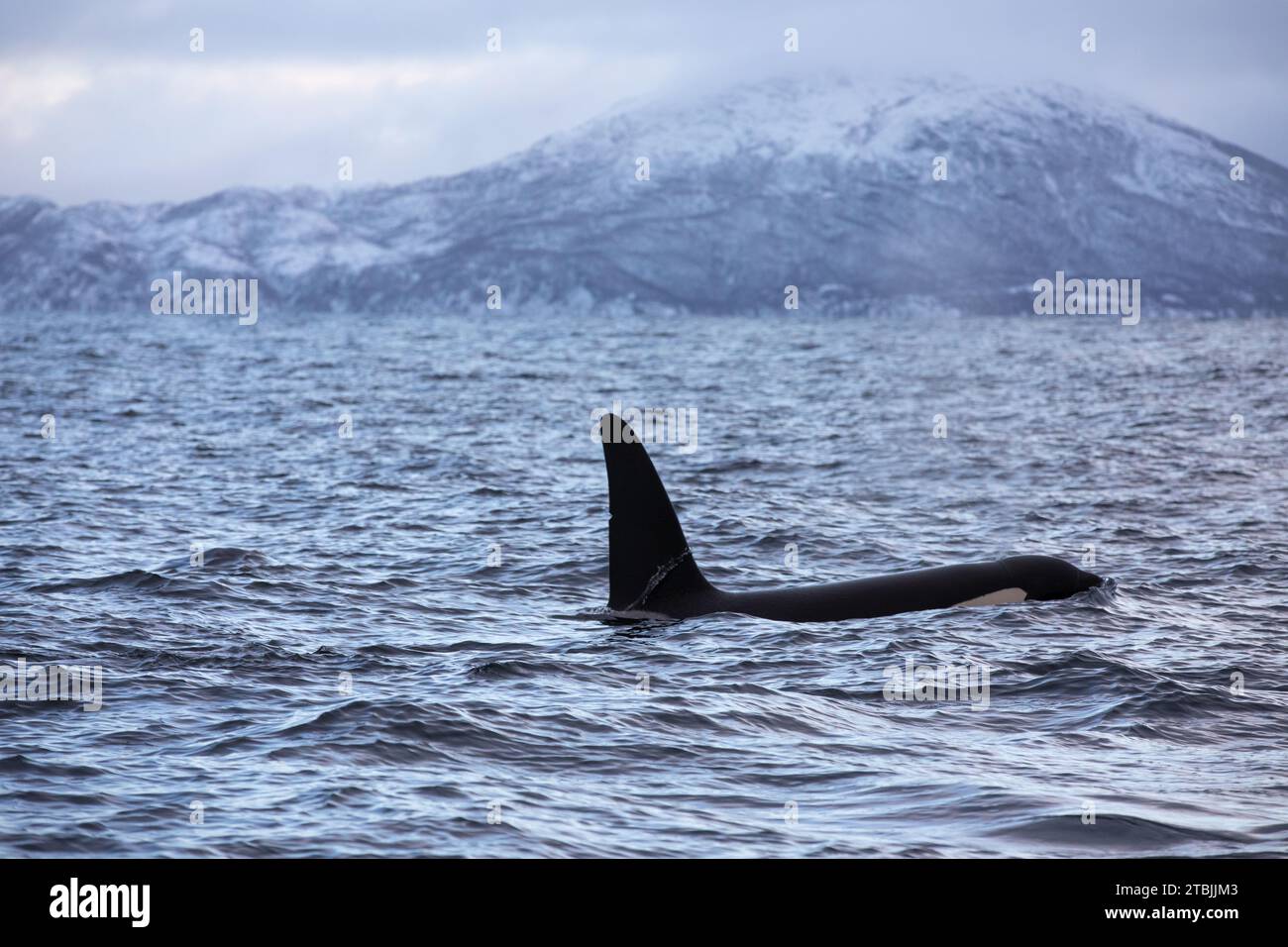 Orca (killer whale) swimming in the cold waters on Tromso, Norway Stock ...