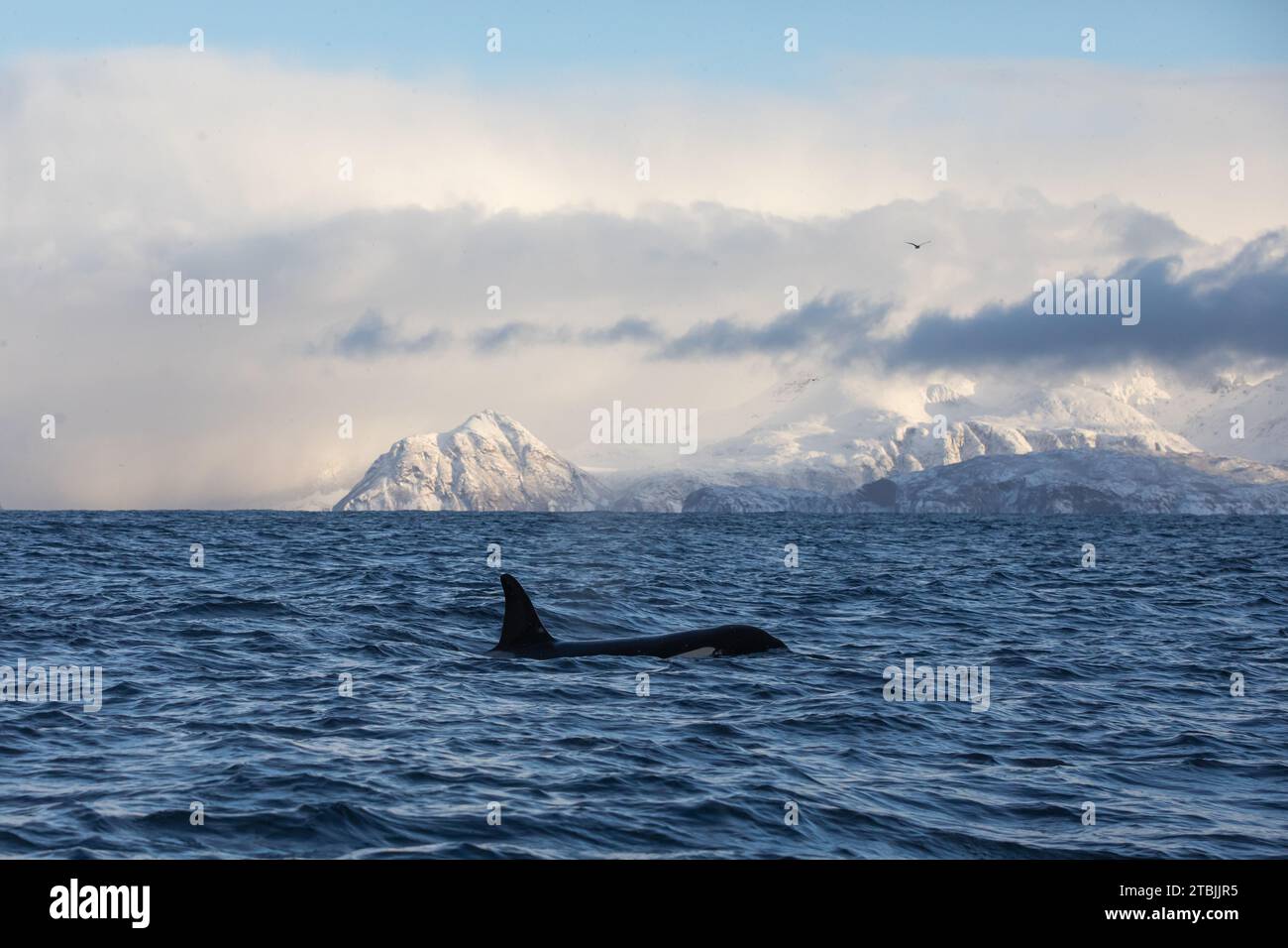 Orca (killer whale) swimming in the cold waters on Tromso, Norway Stock ...