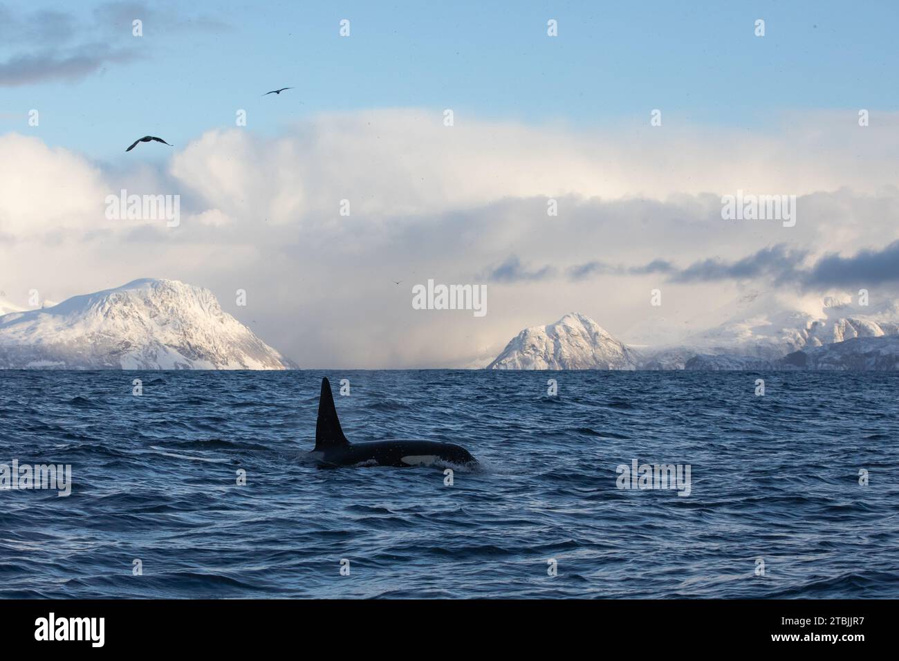 Orca (killer whale) swimming in the cold waters on Tromso, Norway Stock ...