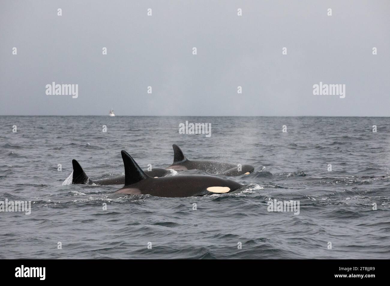 Orca (killer whale) swimming in the cold waters on Tromso, Norway Stock ...