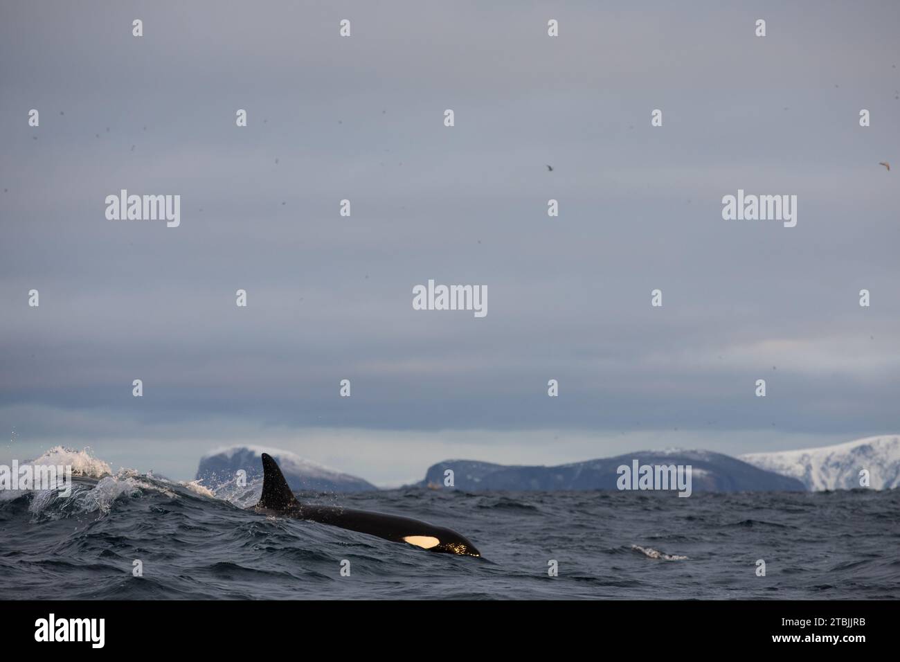Orca (killer whale) swimming in the cold waters on Tromso, Norway Stock ...