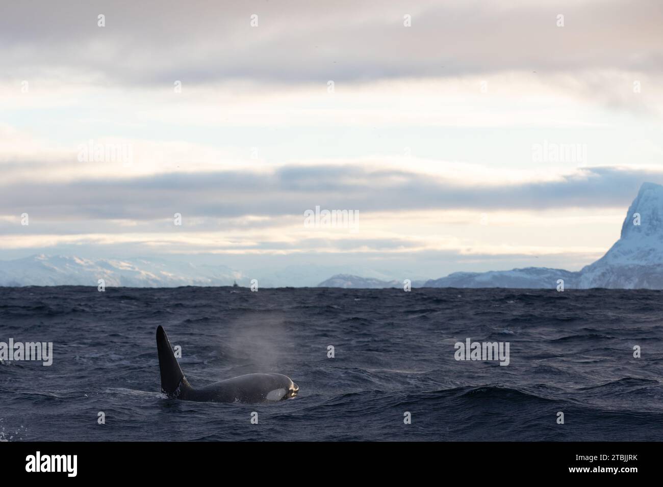 Orca (killer whale) swimming in the cold waters on Tromso, Norway Stock ...