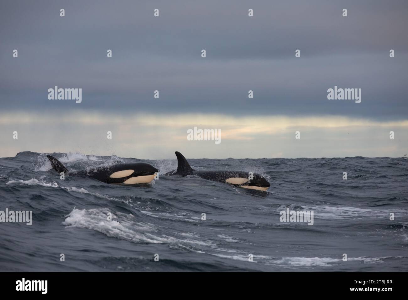 Orca (killer whale) swimming in the cold waters on Tromso, Norway Stock ...