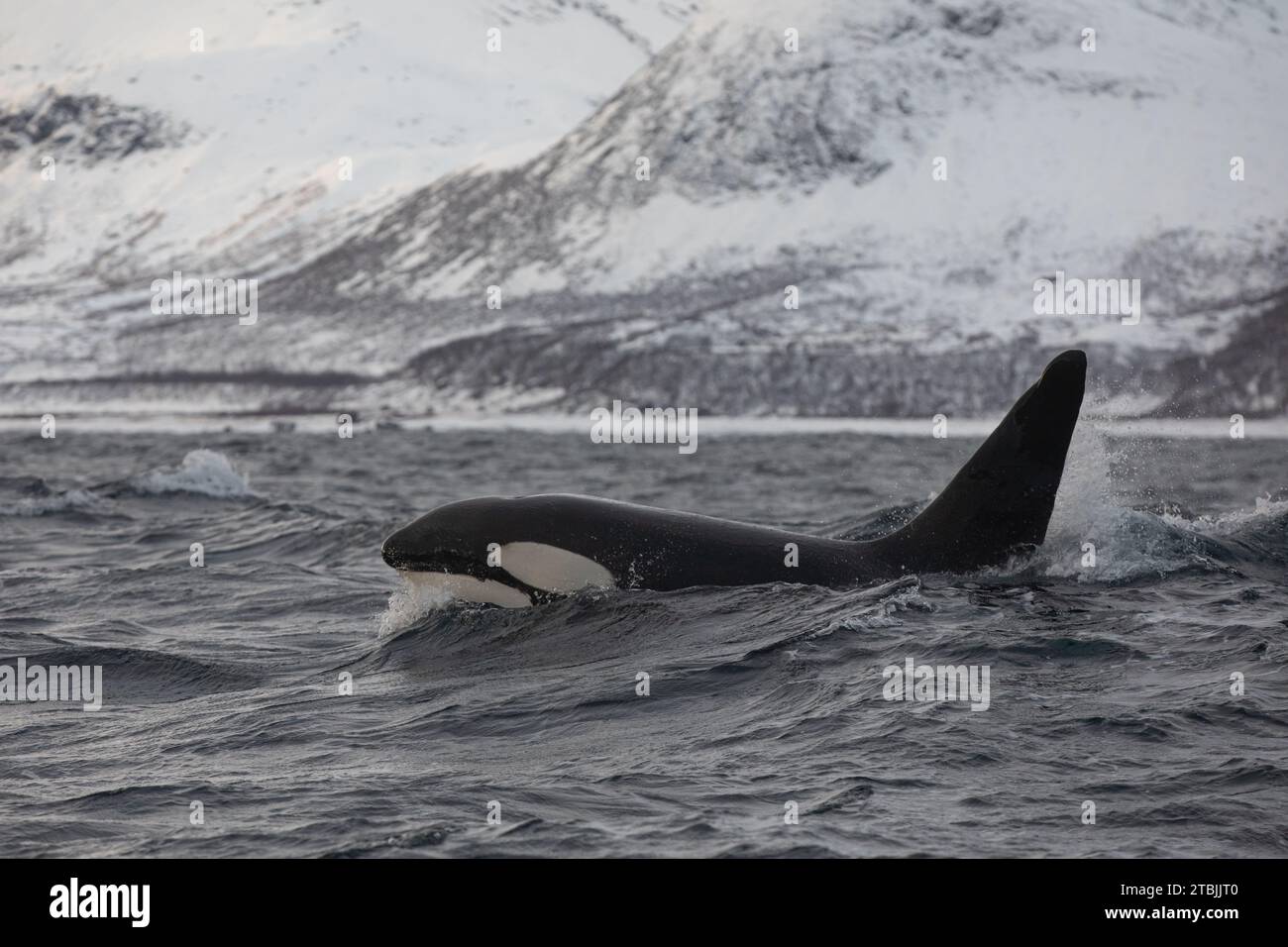 Orca (killer whale) swimming in the cold waters on Tromso, Norway Stock ...