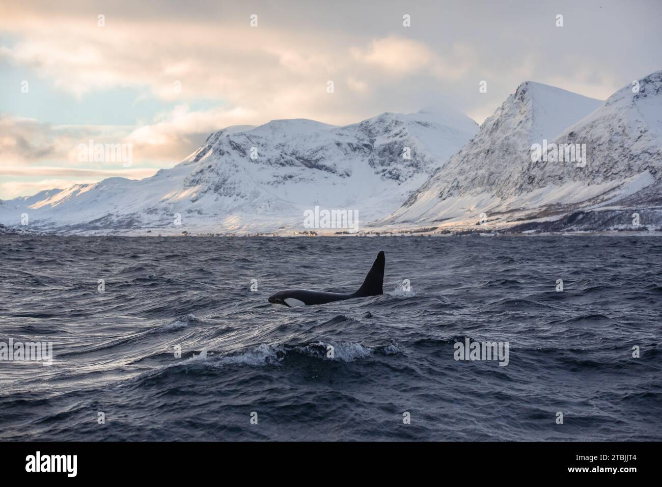 Orca (killer whale) swimming in the cold waters on Tromso, Norway Stock ...