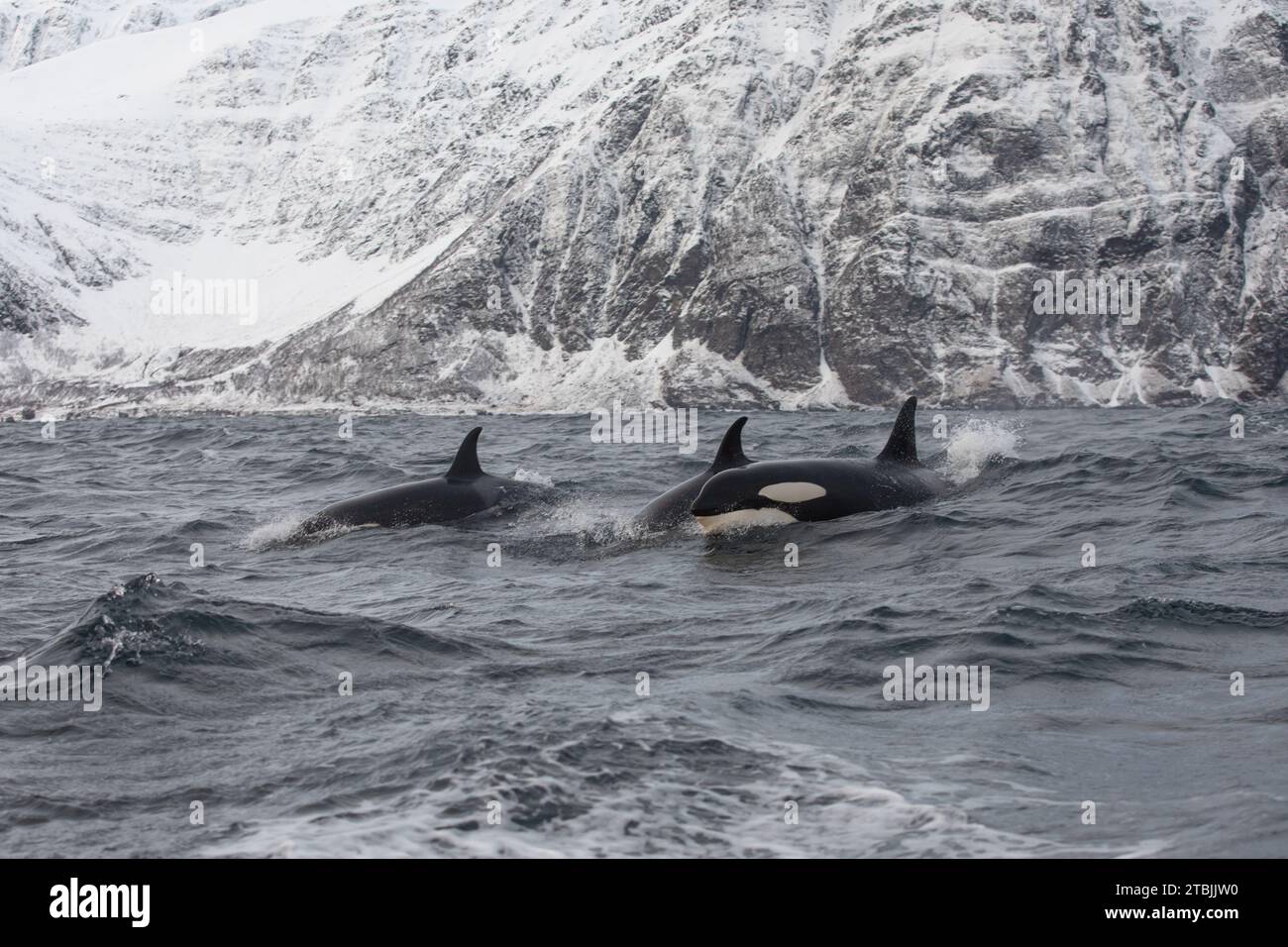 Orca (killer whale) swimming in the cold waters on Tromso, Norway Stock ...
