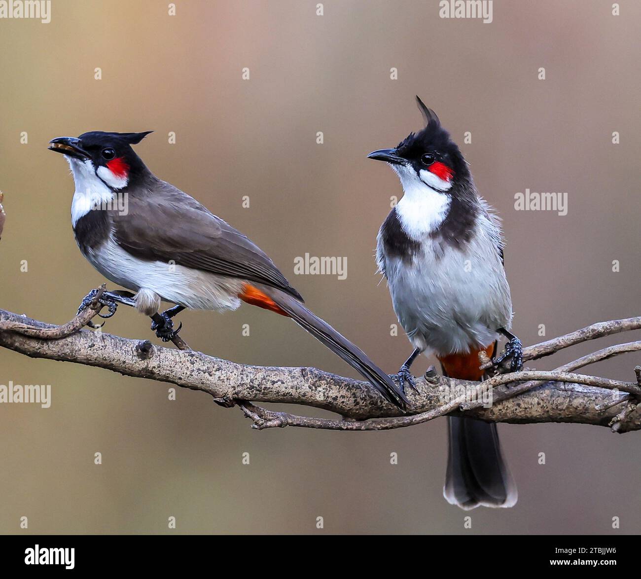 Red vented Bulbul - The red-vented bulbul is a member of the bulbul ...