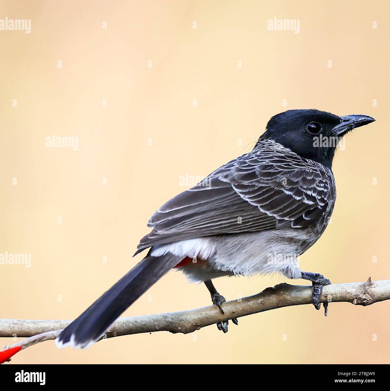 Red Vented Bulbul The red-vented bulbul is a member of the bulbul ...