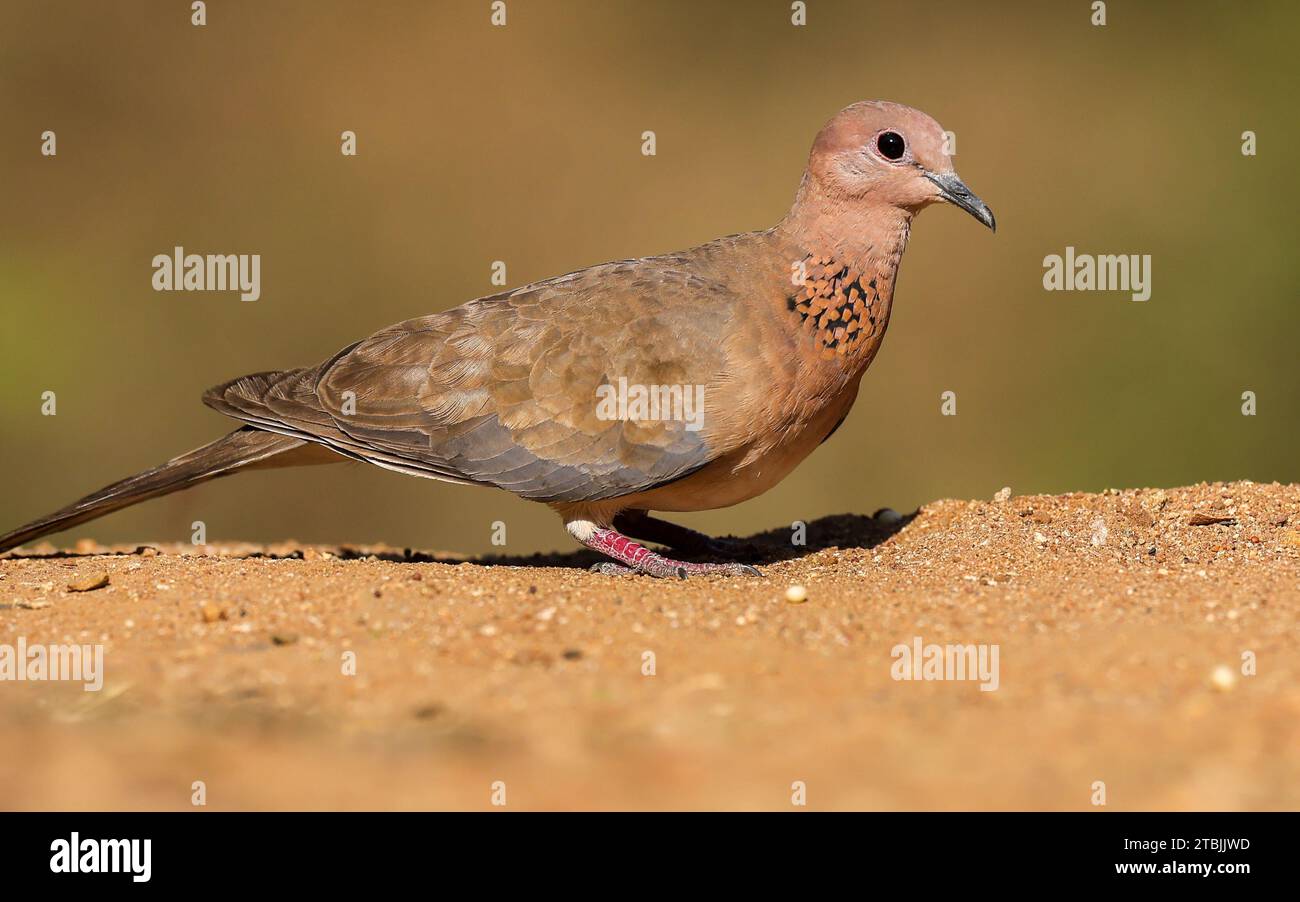 Perth zoo south perth hi-res stock photography and images - Alamy