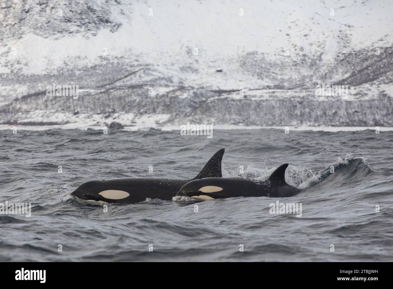Orca (killer whale) swimming in the cold waters on Tromso, Norway Stock ...