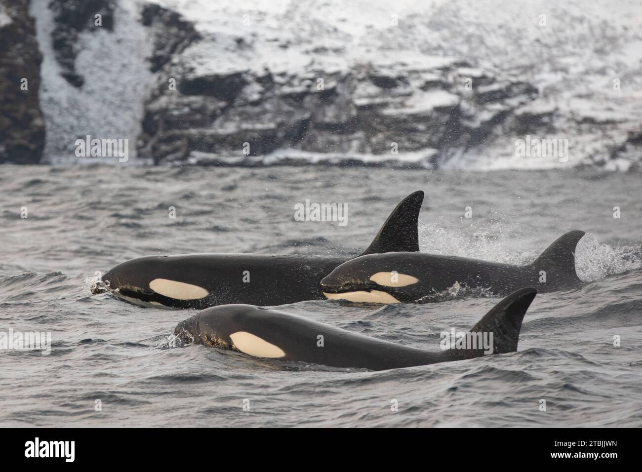 Orca (killer whale) swimming in the cold waters on Tromso, Norway Stock ...