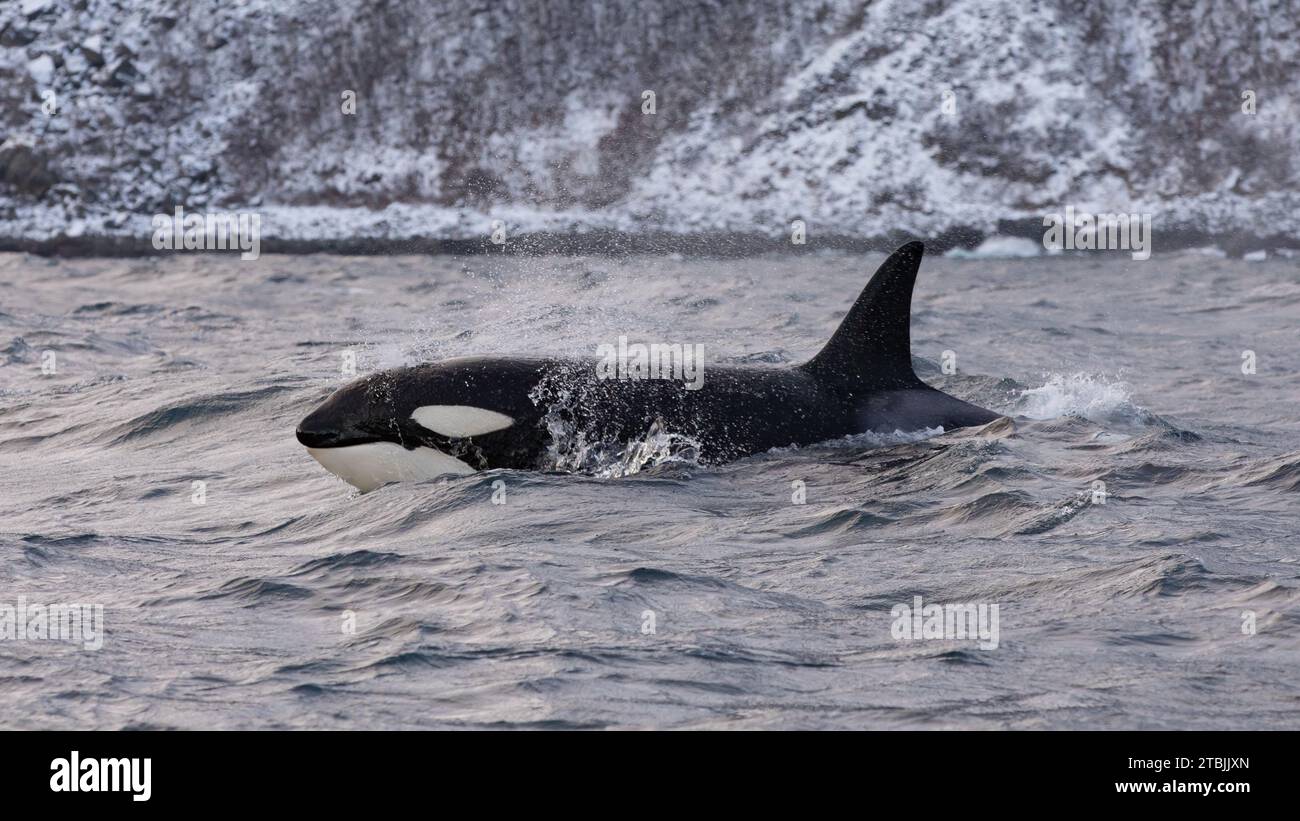 Orca (killer whale) swimming in the cold waters on Tromso, Norway Stock ...