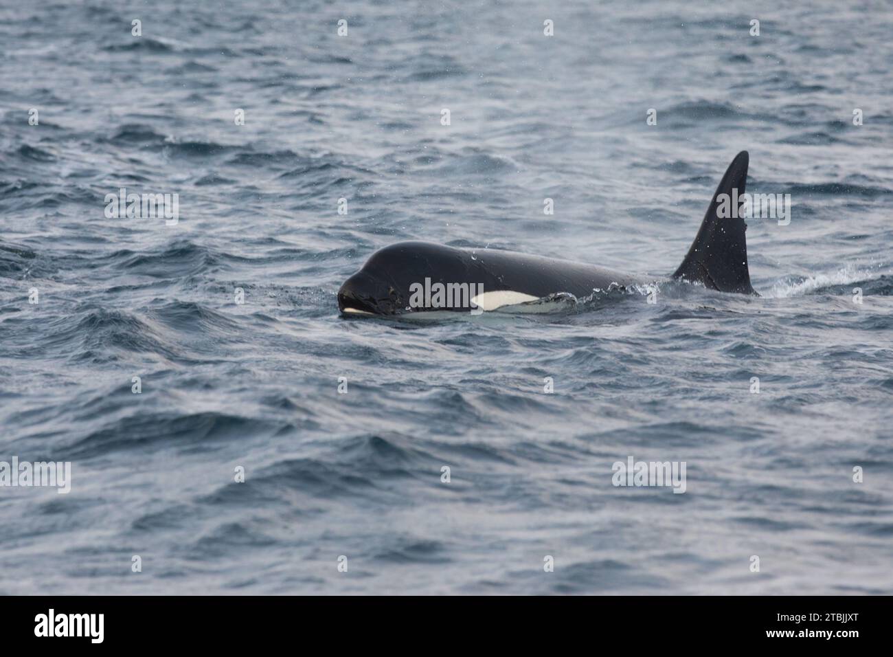 Orca (killer whale) swimming in the cold waters on Tromso, Norway Stock ...