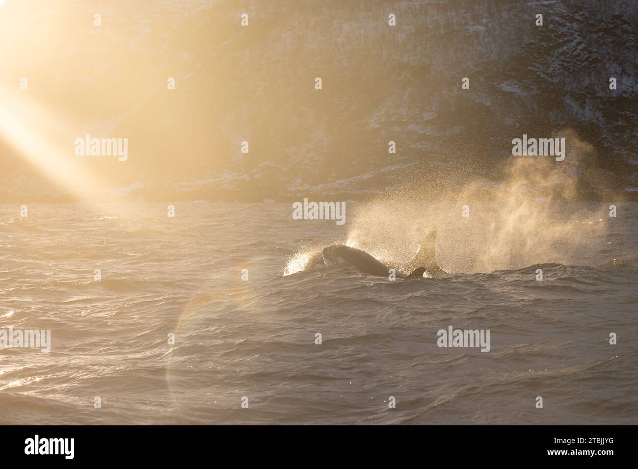 Orca (killer whale) swimming in the cold waters on Tromso, Norway Stock ...