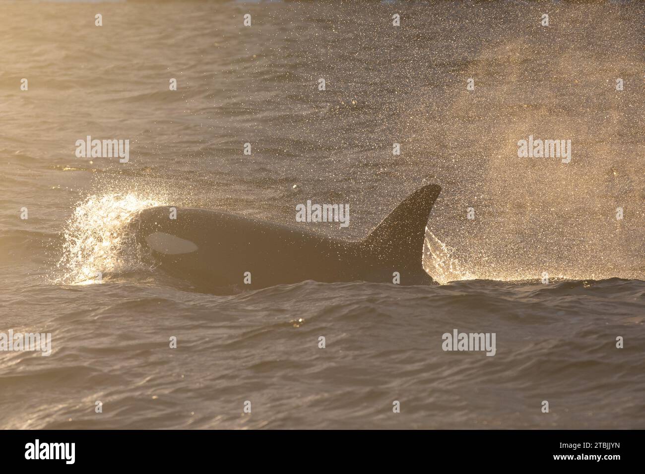 Orca (killer whale) swimming in the cold waters on Tromso, Norway Stock ...