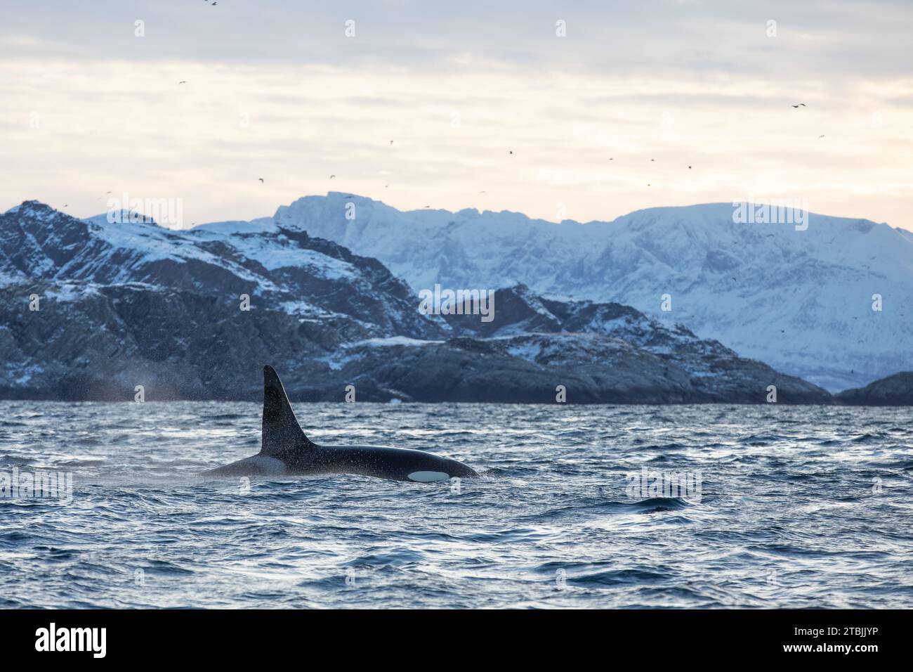 Orca (killer whale) swimming in the cold waters on Tromso, Norway Stock ...